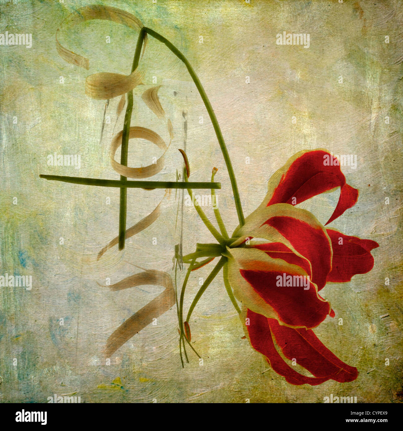 Rote Orchideenblüten Stockfotos & Rote Orchideenblüten Bilder - Alamy