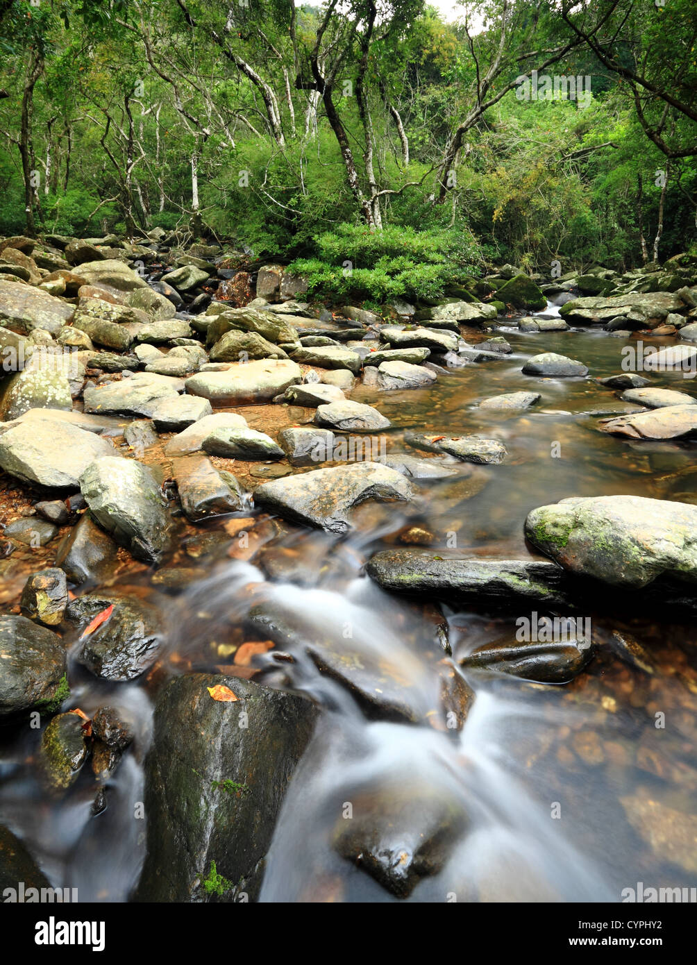eine Quelle mit Wasser im Wald Stockfotografie - Alamy