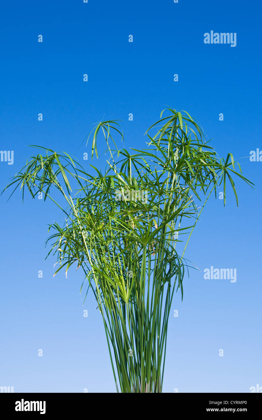 Papyrus segge cyperus papyrus -Fotos und -Bildmaterial in hoher ...