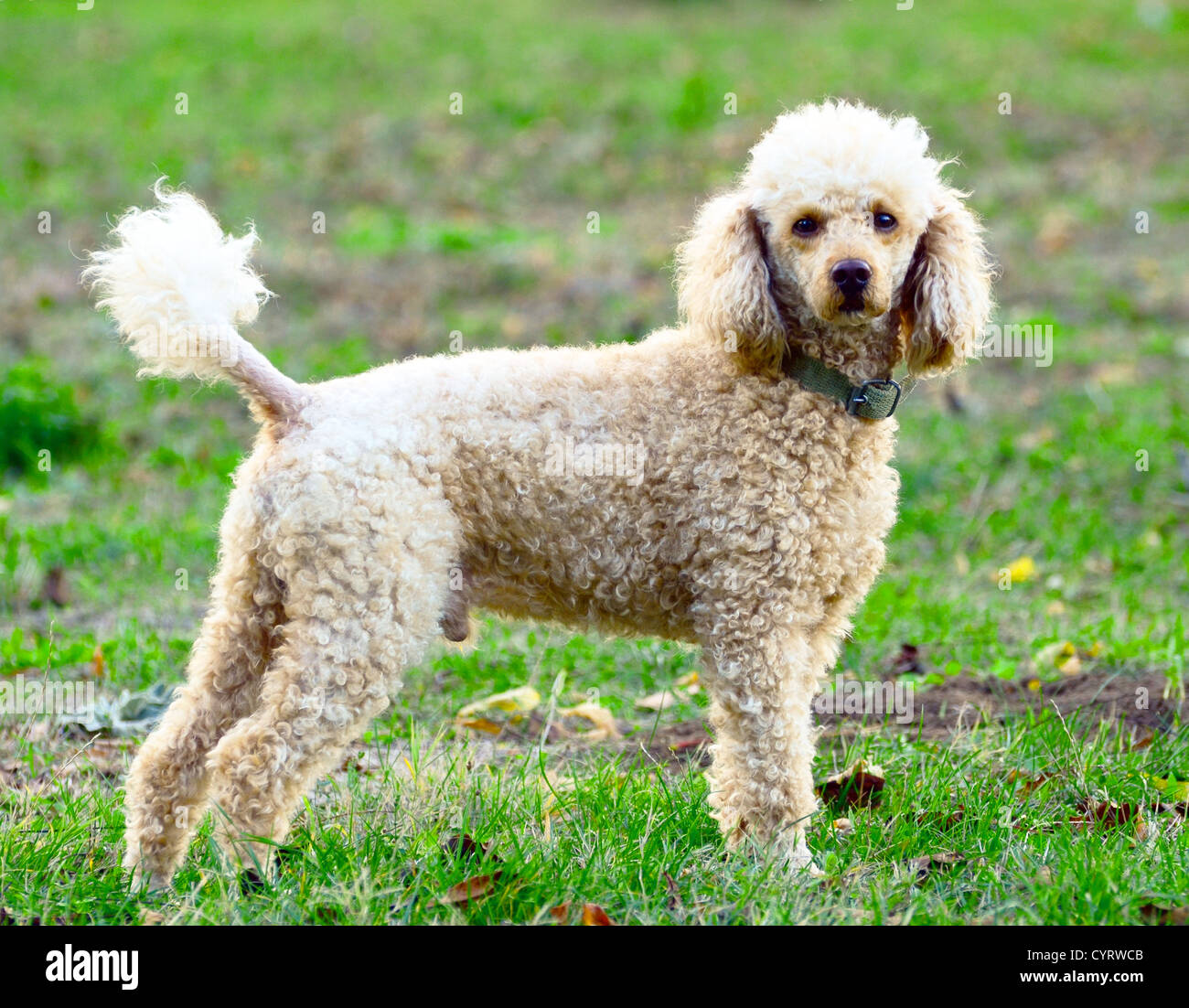 White corded poodle -Fotos und -Bildmaterial in hoher Auflösung – Alamy