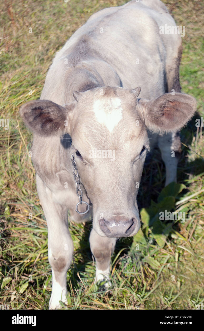Kleines kalb -Fotos und -Bildmaterial in hoher Auflösung – Alamy