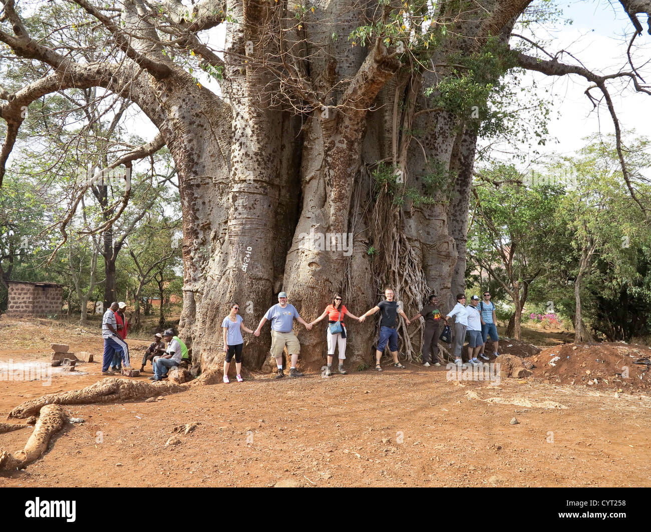 Baobab-Baum Großbaum mit vielen Menschen auf der Basis; Landwirtschaft ...