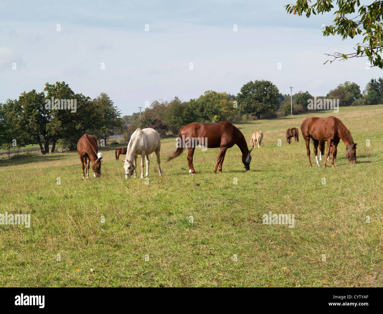 Pferde weide -Fotos und -Bildmaterial in hoher Auflösung – Alamy