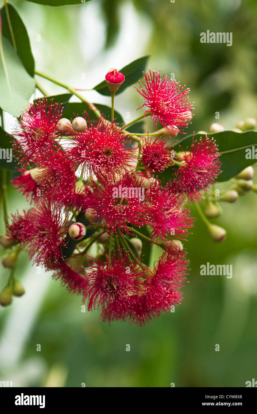 Eucalyptus ficifolia -Fotos und -Bildmaterial in hoher Auflösung – Alamy