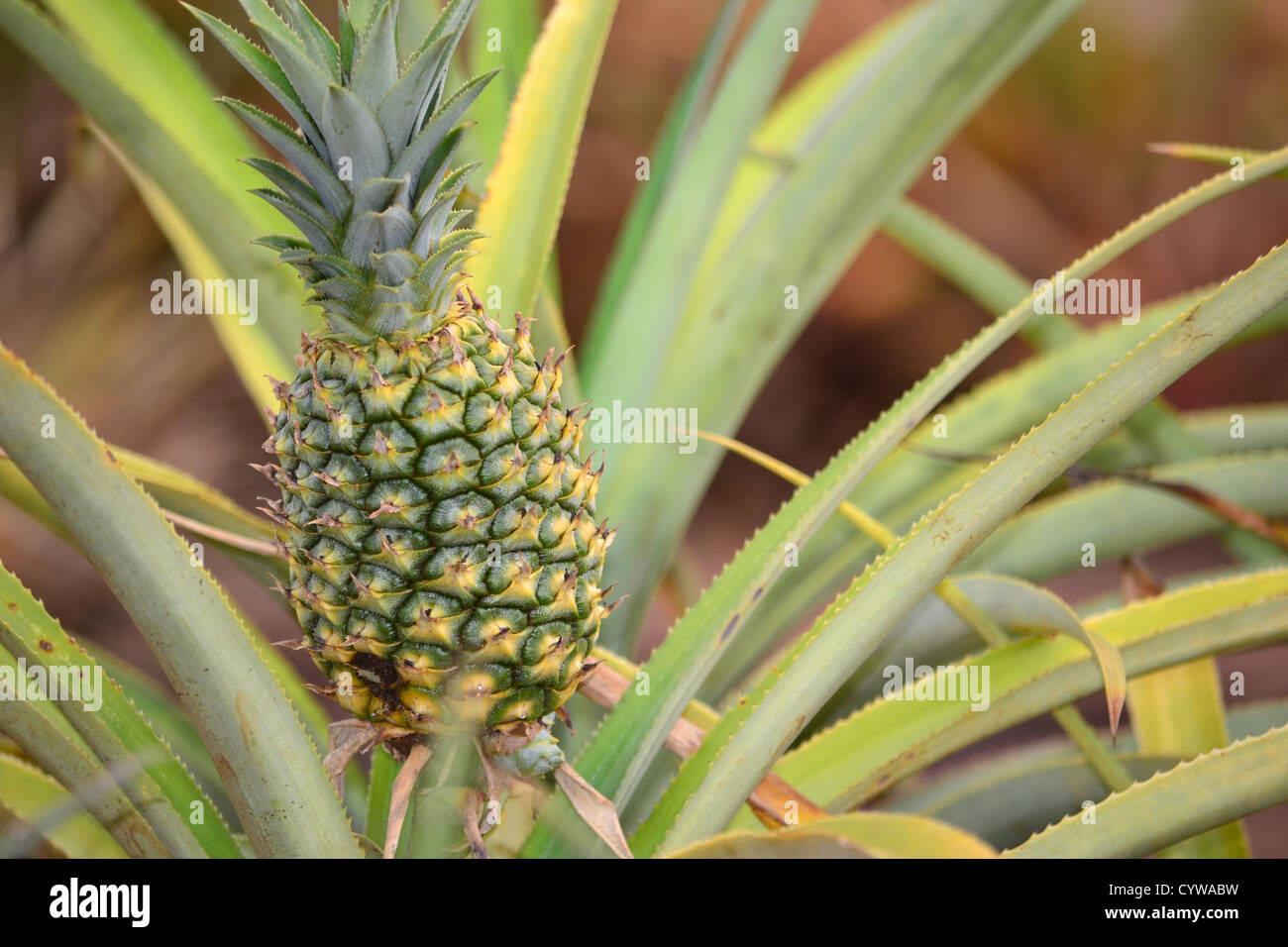 Ananas comosus -Fotos und -Bildmaterial in hoher Auflösung – Alamy