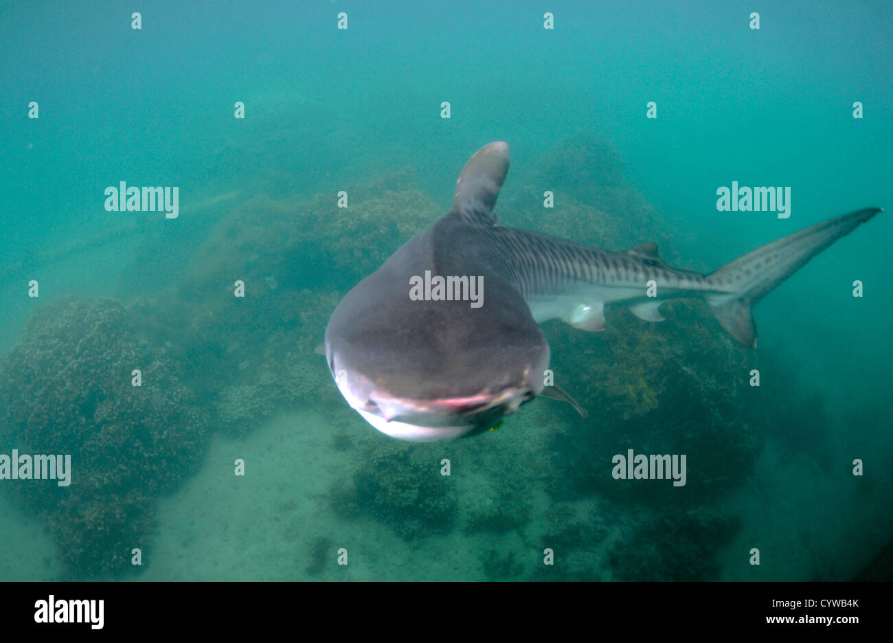 Tiger shark galeocerdo cuvier -Fotos und -Bildmaterial in hoher ...