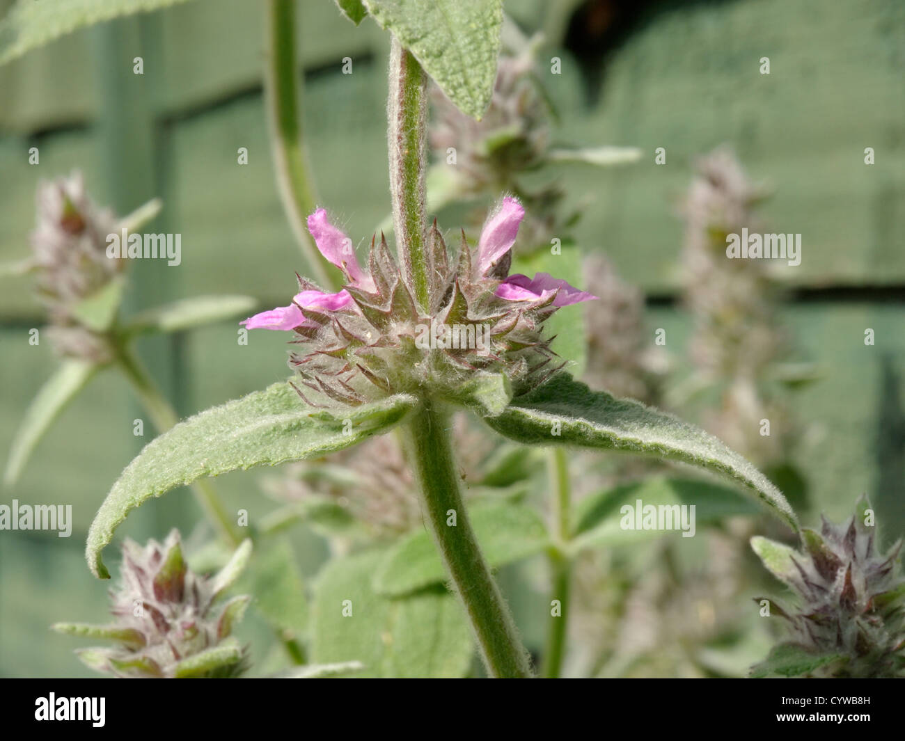 Downy woundwort -Fotos und -Bildmaterial in hoher Auflösung – Alamy