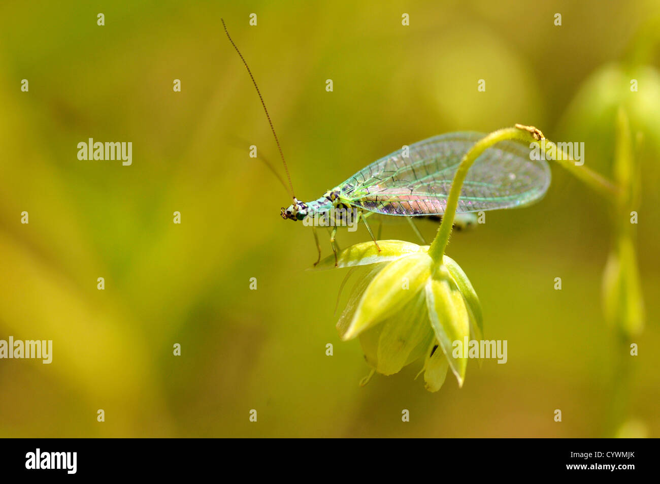 Grüne florfliegen -Fotos und -Bildmaterial in hoher Auflösung – Alamy