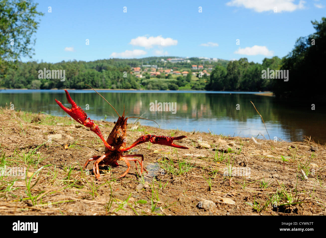 Louisiana krebse procambarus clarkii -Fotos und -Bildmaterial in hoher Auflösung – Alamy