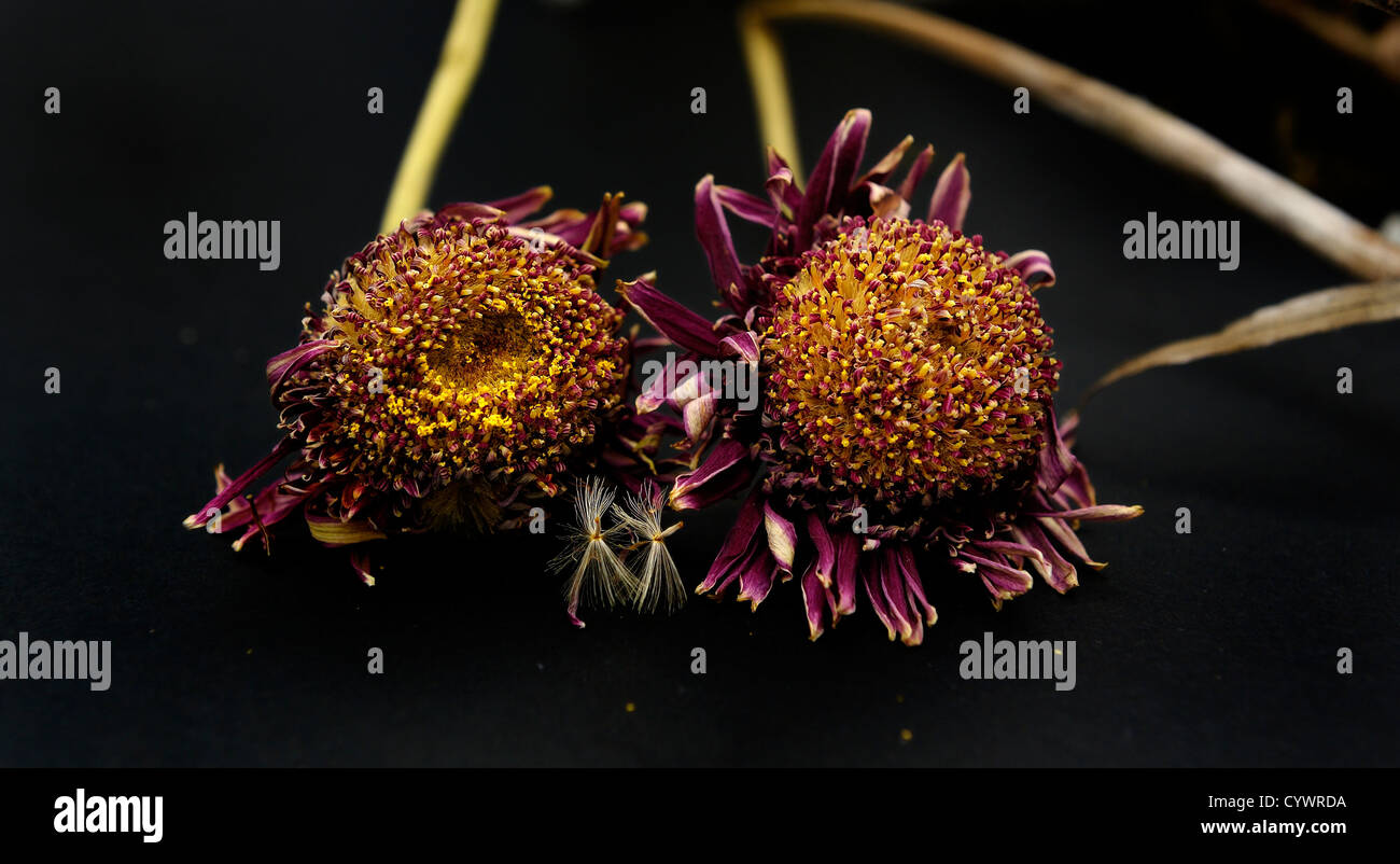 Blumen zu totem kopf -Fotos und -Bildmaterial in hoher Auflösung – Alamy