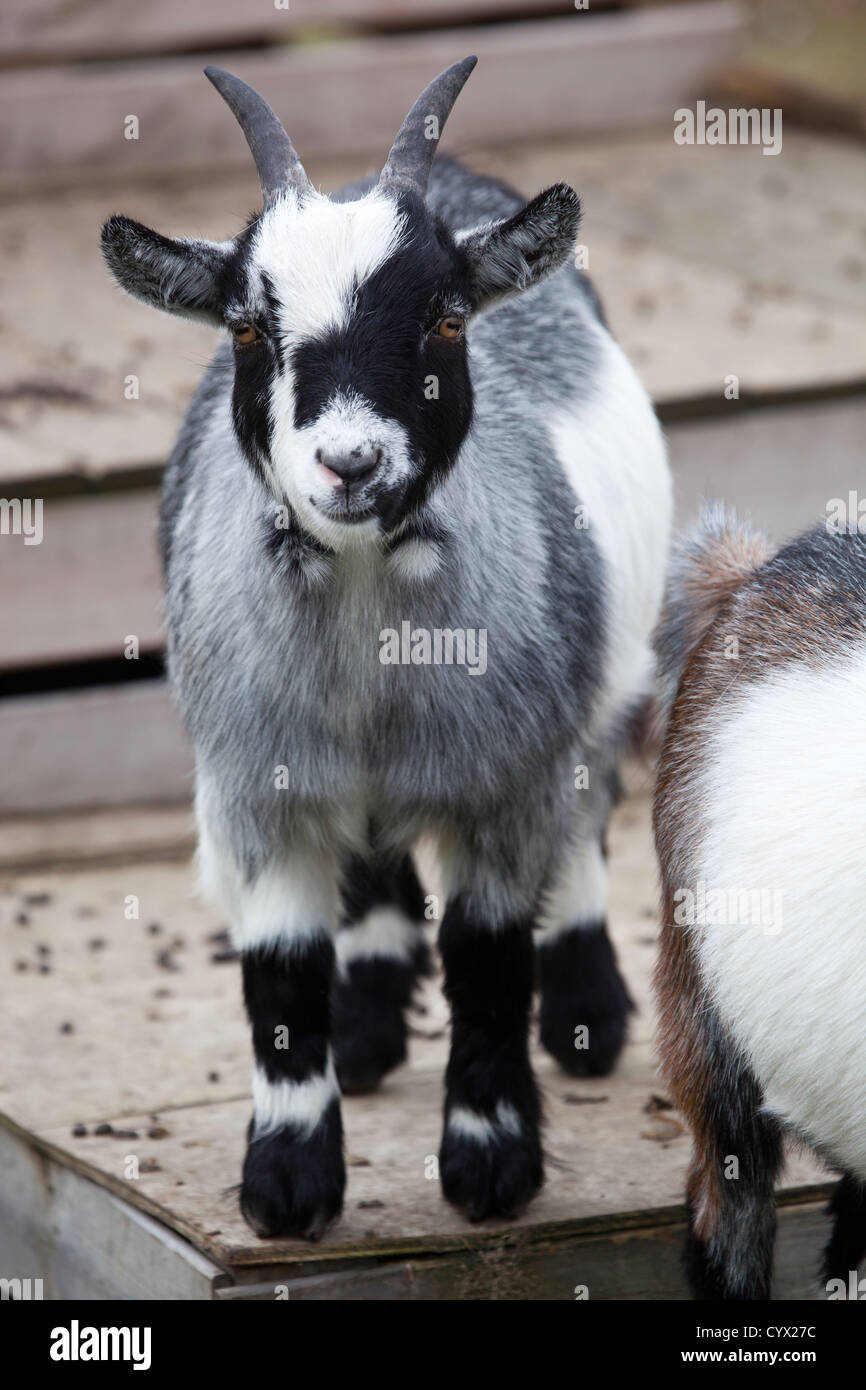 Zicklein halten ziege -Fotos und -Bildmaterial in hoher Auflösung – Alamy