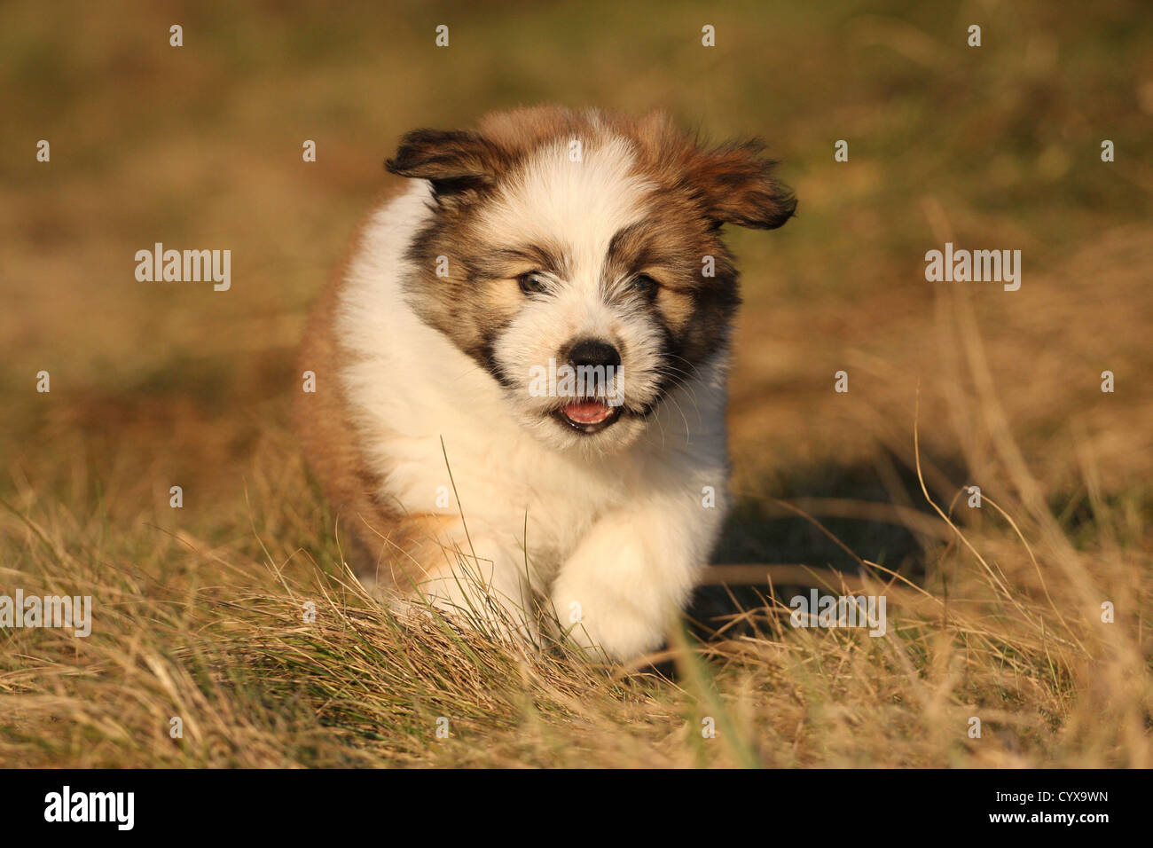 Elo dog brown -Fotos und -Bildmaterial in hoher Auflösung – Alamy