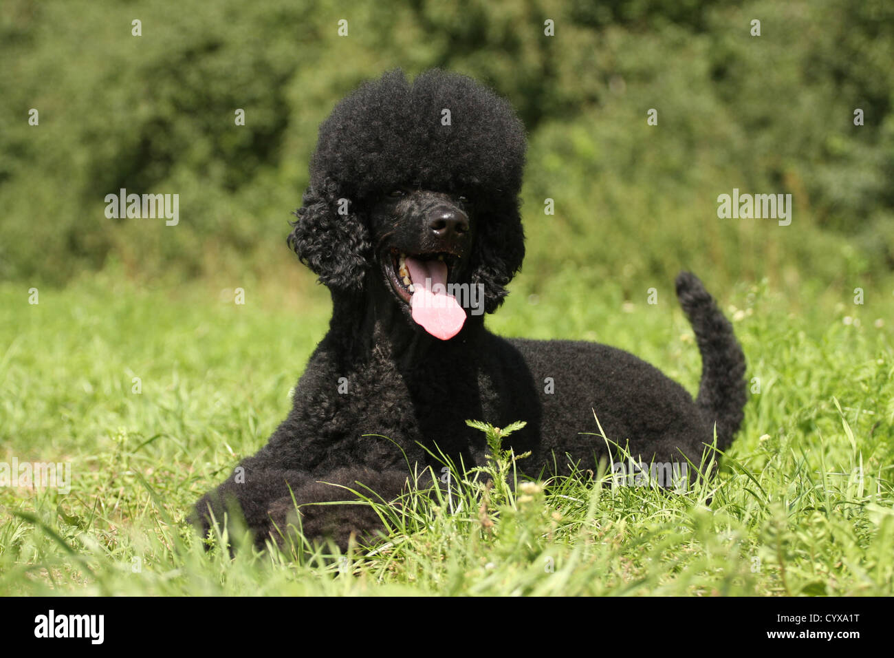 Schwarzer pudel -Fotos und -Bildmaterial in hoher Auflösung – Alamy