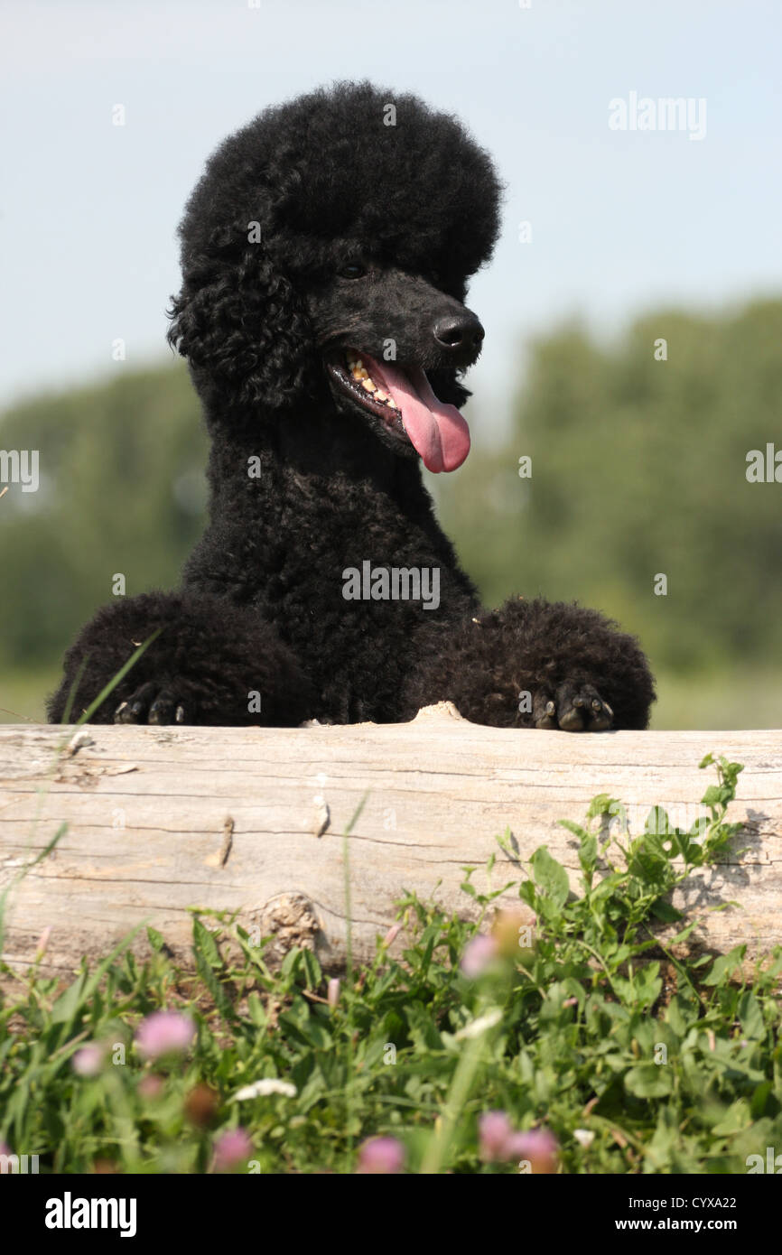 Königspudel schwarz -Fotos und -Bildmaterial in hoher Auflösung – Alamy