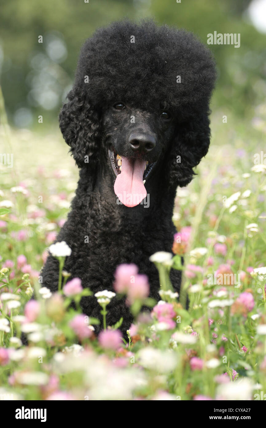 Königspudel schwarz -Fotos und -Bildmaterial in hoher Auflösung – Alamy