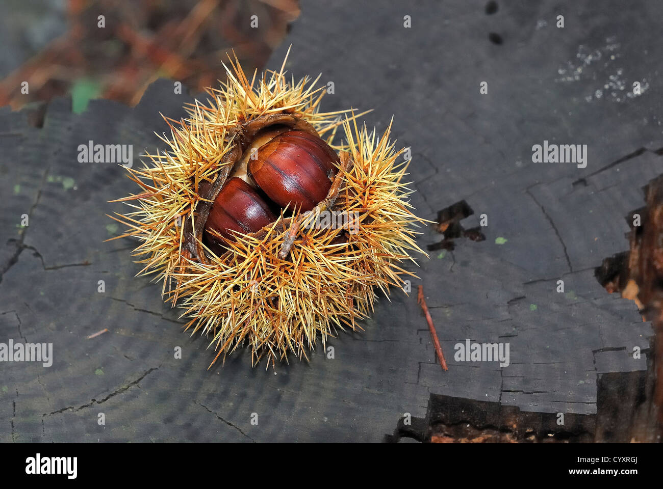 Chataignes sur un tronc darbre -Fotos und -Bildmaterial in hoher ...