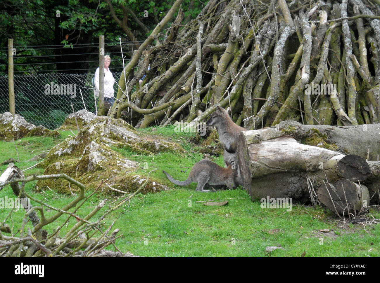 TV Moderatorin Anna Ryder Richardson Manor House Wildlife Park in der ...