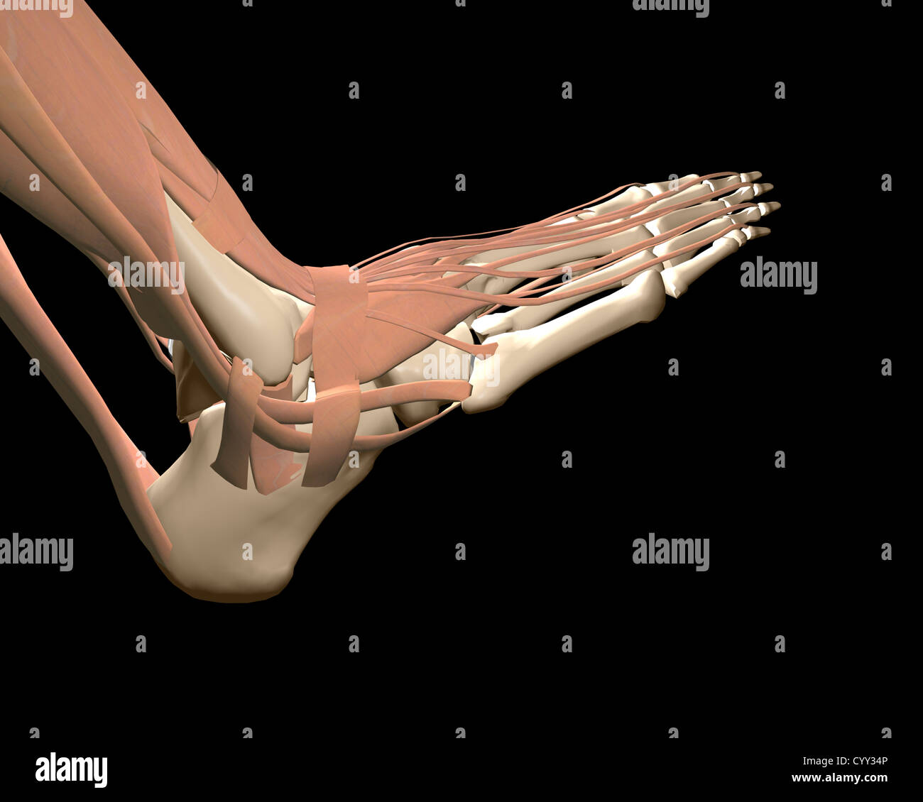 Anatomie des menschlichen Fußes Stockfotografie - Alamy
