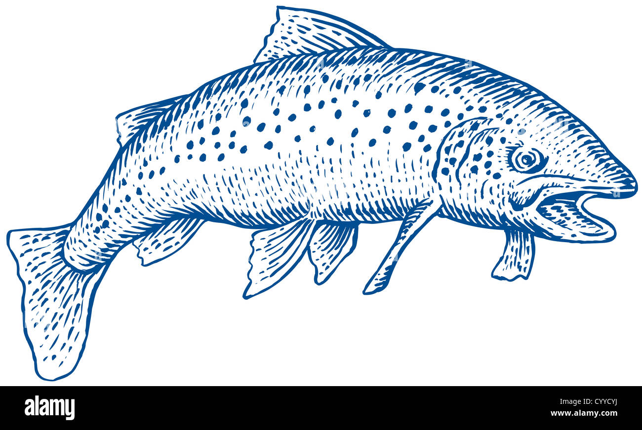 Außenillustration eine gesprenkelte Forelle Fische springen im retro ...