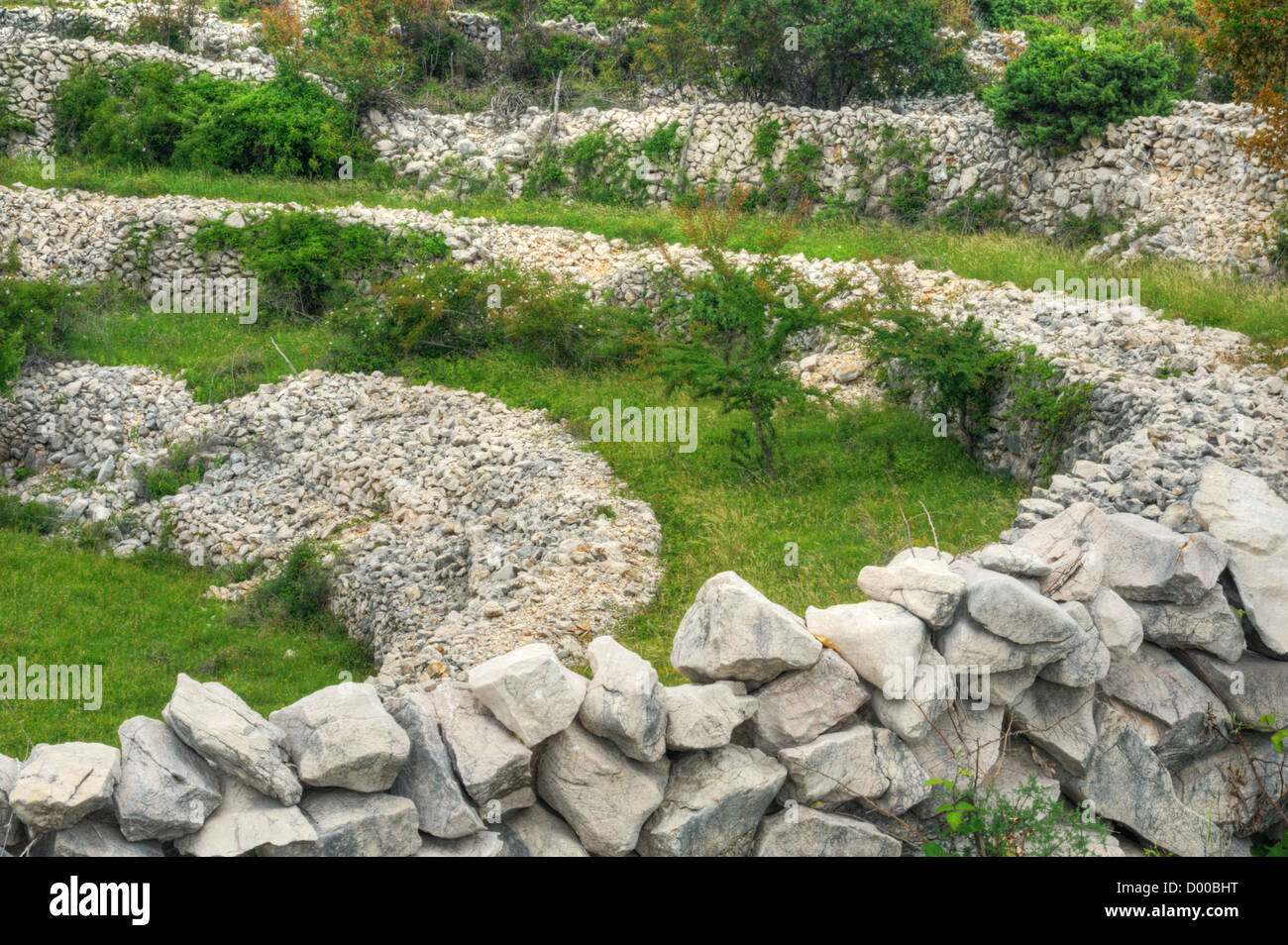 Schafe weiden, Trockenmauern Wände, Rudine, Insel Krk, Kroatien ...