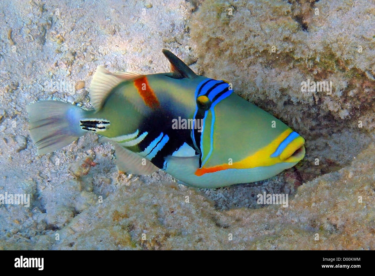 Picasso Trigger Fish Stockfotos und -bilder Kaufen - Alamy