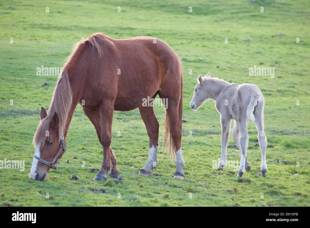 Entzückende Baby Pferd mit seiner Mutter Essen Grasgrün Stockfotografie ...