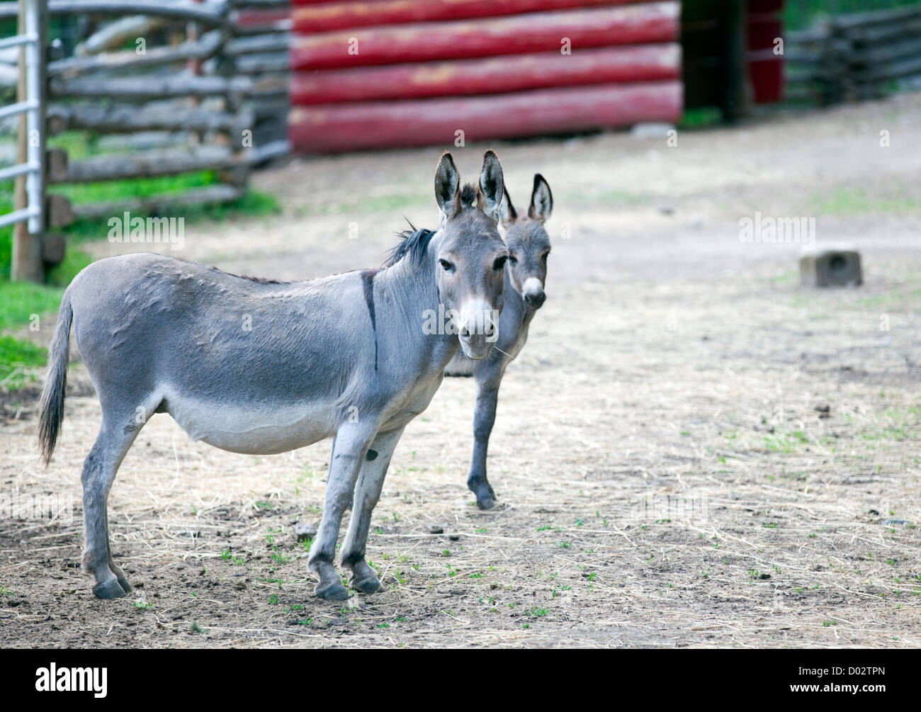 Baby donkey -Fotos und -Bildmaterial in hoher Auflösung – Alamy