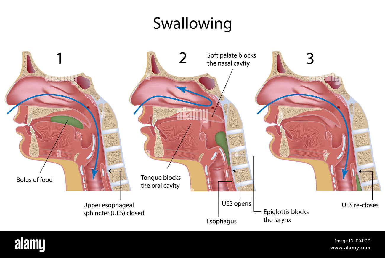 Rachen epiglottis -Fotos und -Bildmaterial in hoher Auflösung – Alamy