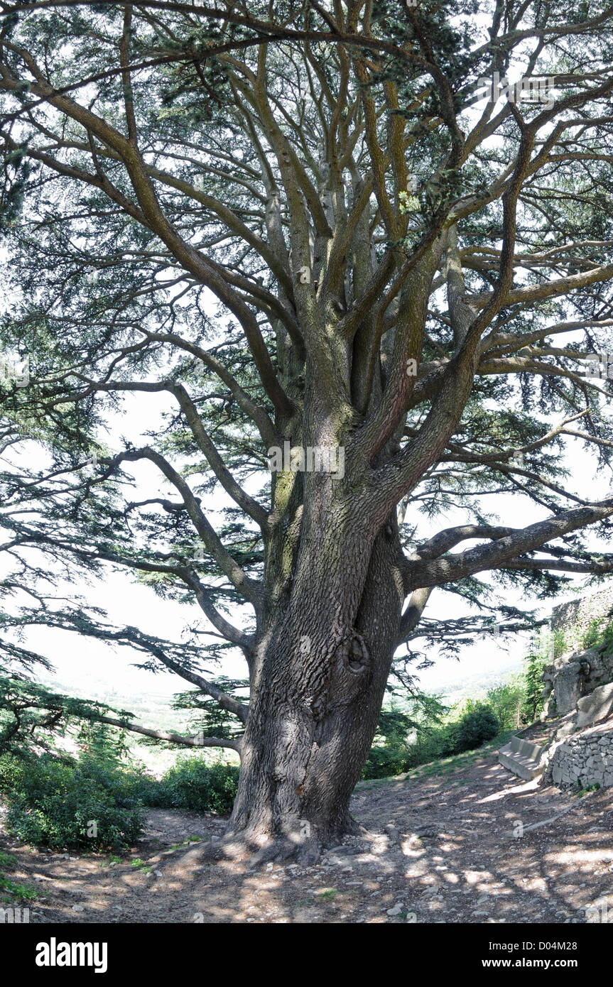 Riesiger nadelbaum -Fotos und -Bildmaterial in hoher Auflösung – Alamy
