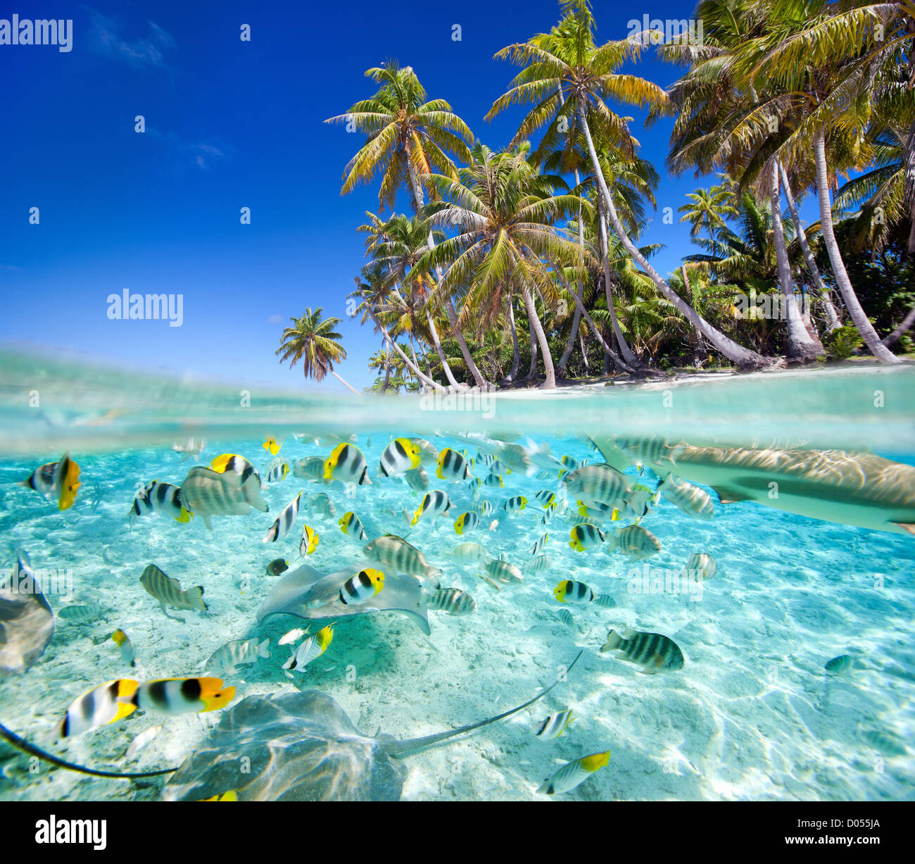 Underwater scenery maldives island -Fotos und -Bildmaterial in hoher ...