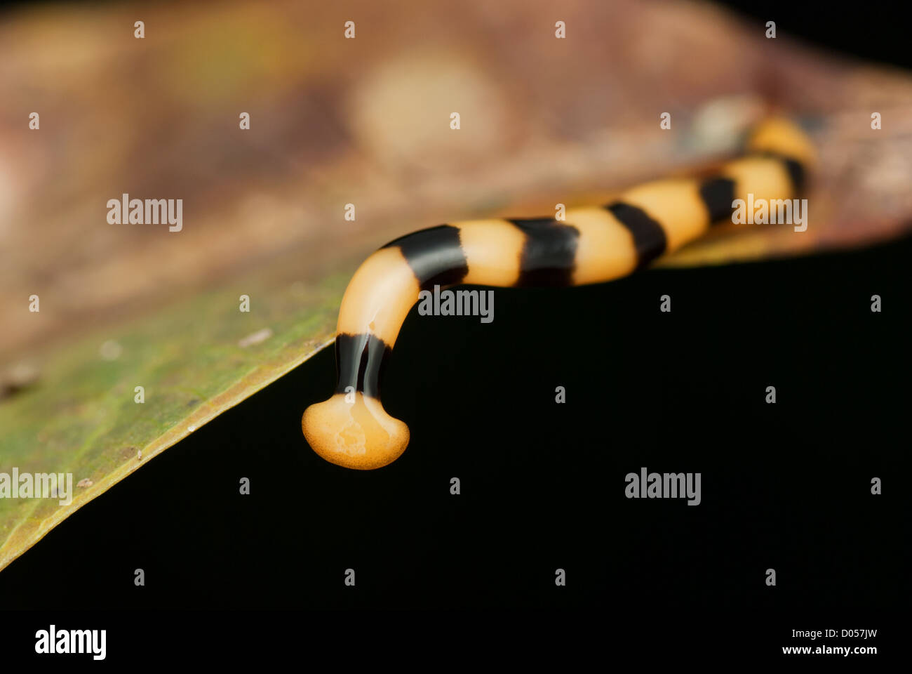 Wurm insekten -Fotos und -Bildmaterial in hoher Auflösung – Alamy