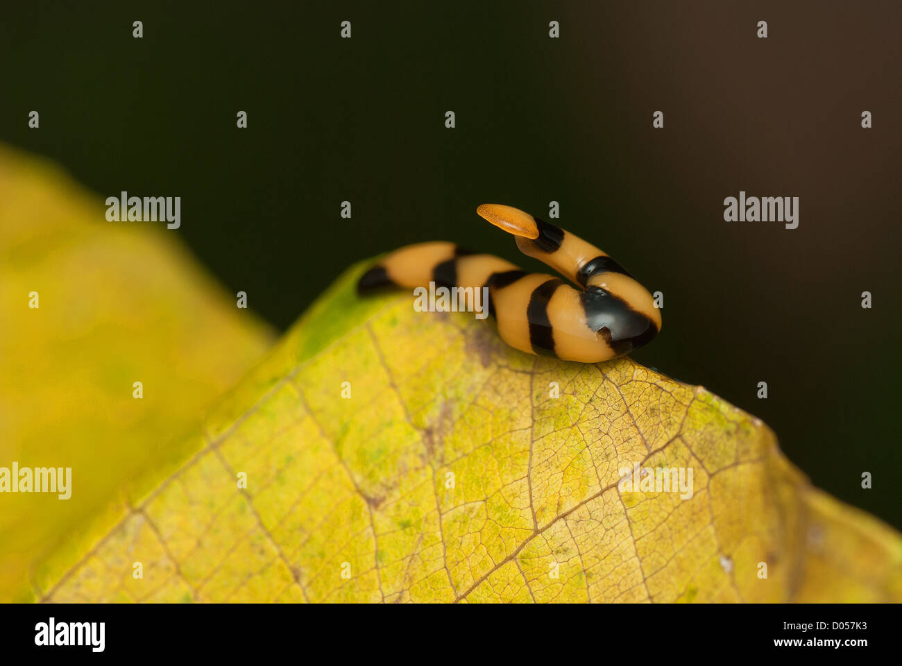 Wurm insekten -Fotos und -Bildmaterial in hoher Auflösung – Alamy