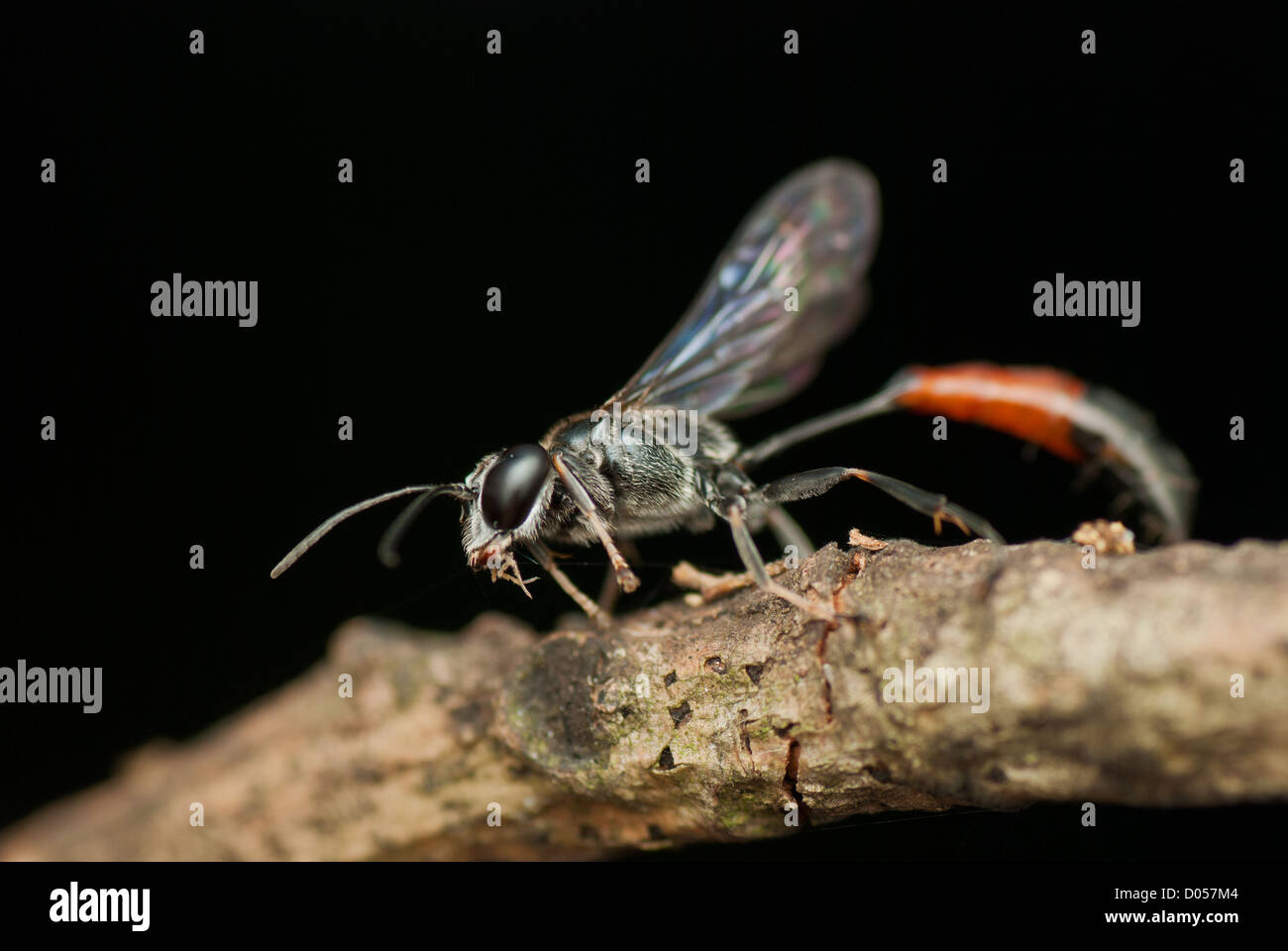 Wespen makro -Fotos und -Bildmaterial in hoher Auflösung – Alamy