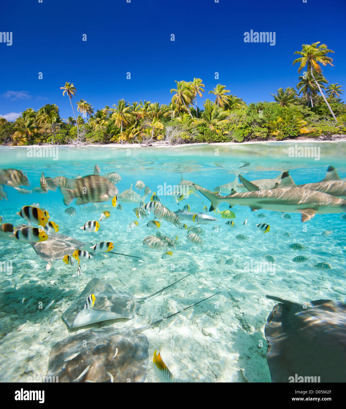 Underwater scenery maldives island -Fotos und -Bildmaterial in hoher ...