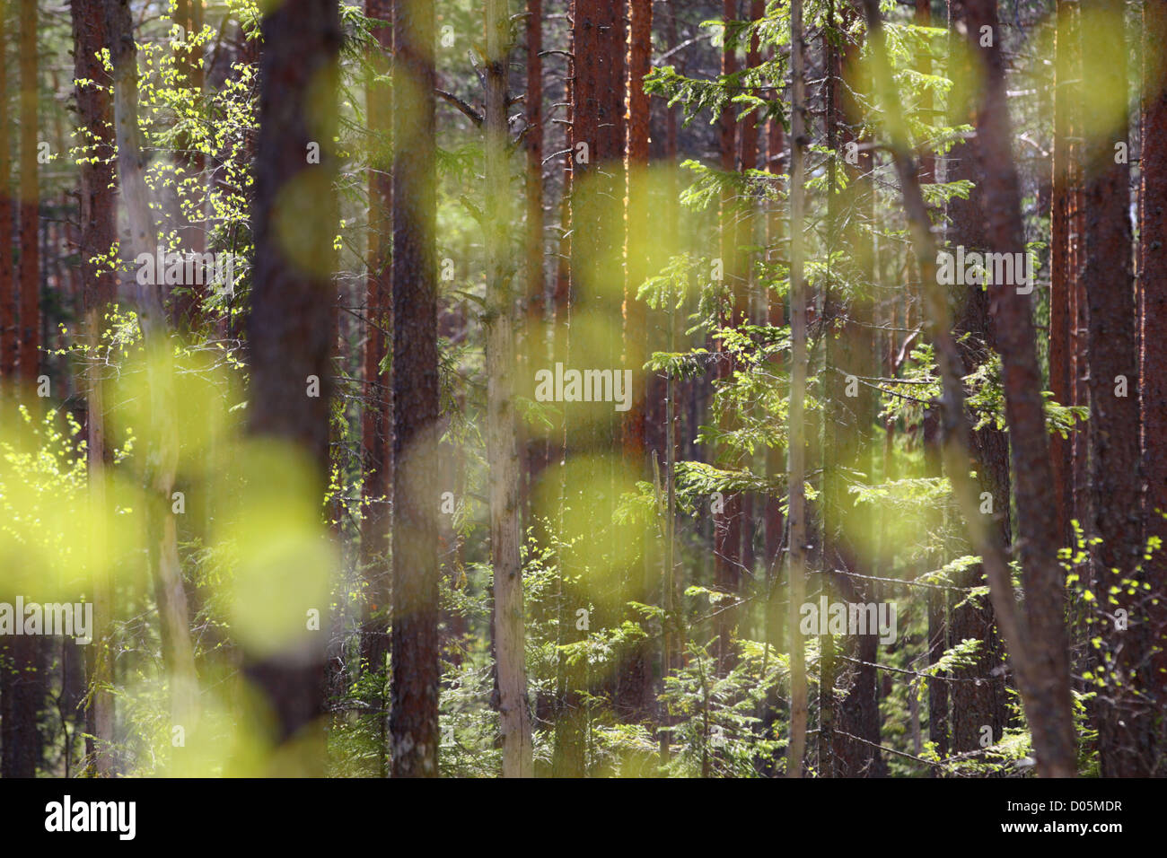 Grüner wald europa -Fotos und -Bildmaterial in hoher Auflösung – Alamy