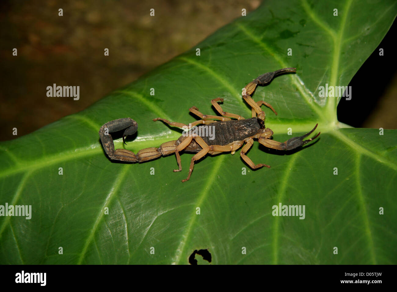 Costa rica centruroides zweifarbig -Fotos und -Bildmaterial in hoher ...