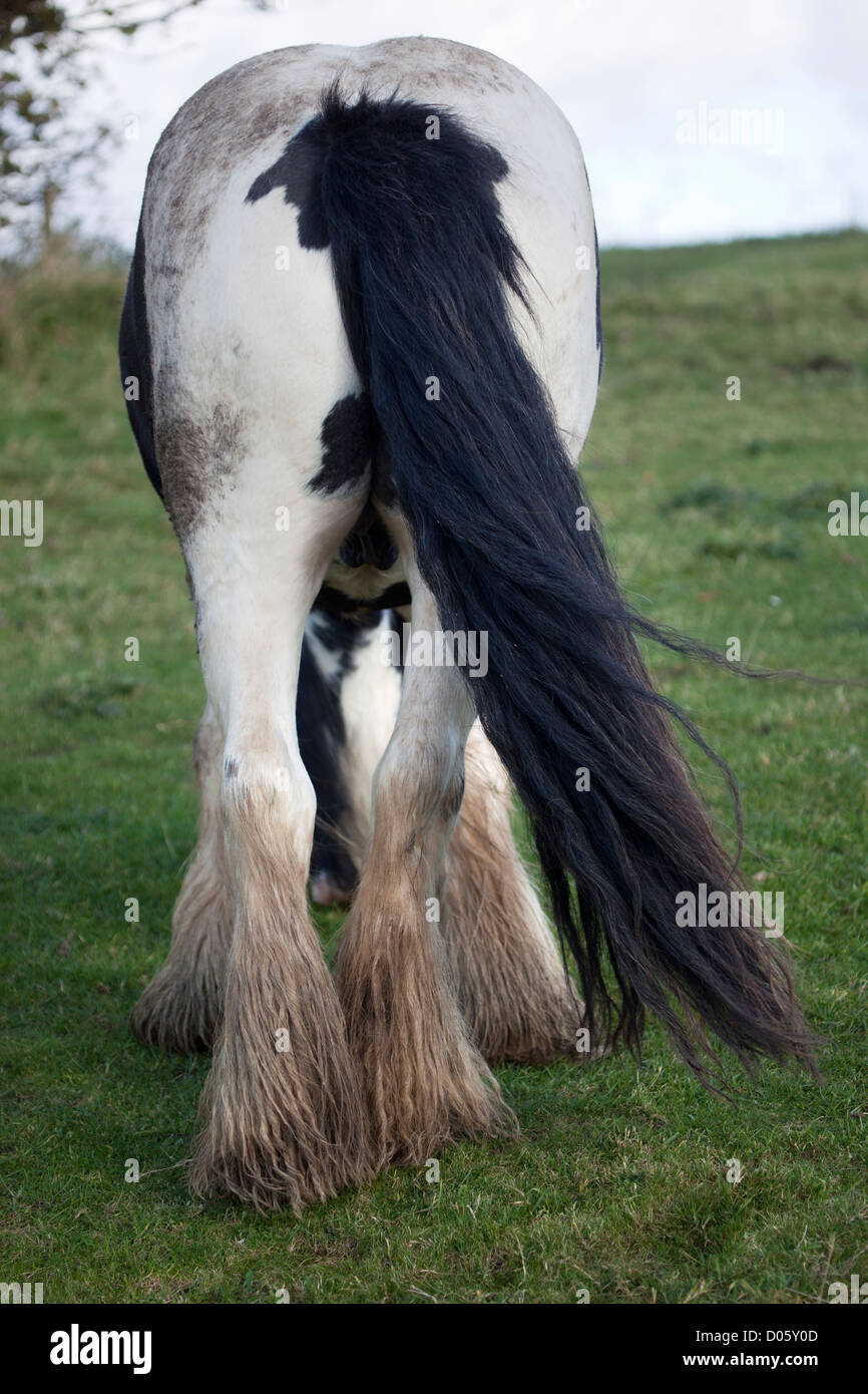 Pferde hinten -Fotos und -Bildmaterial in hoher Auflösung – Alamy