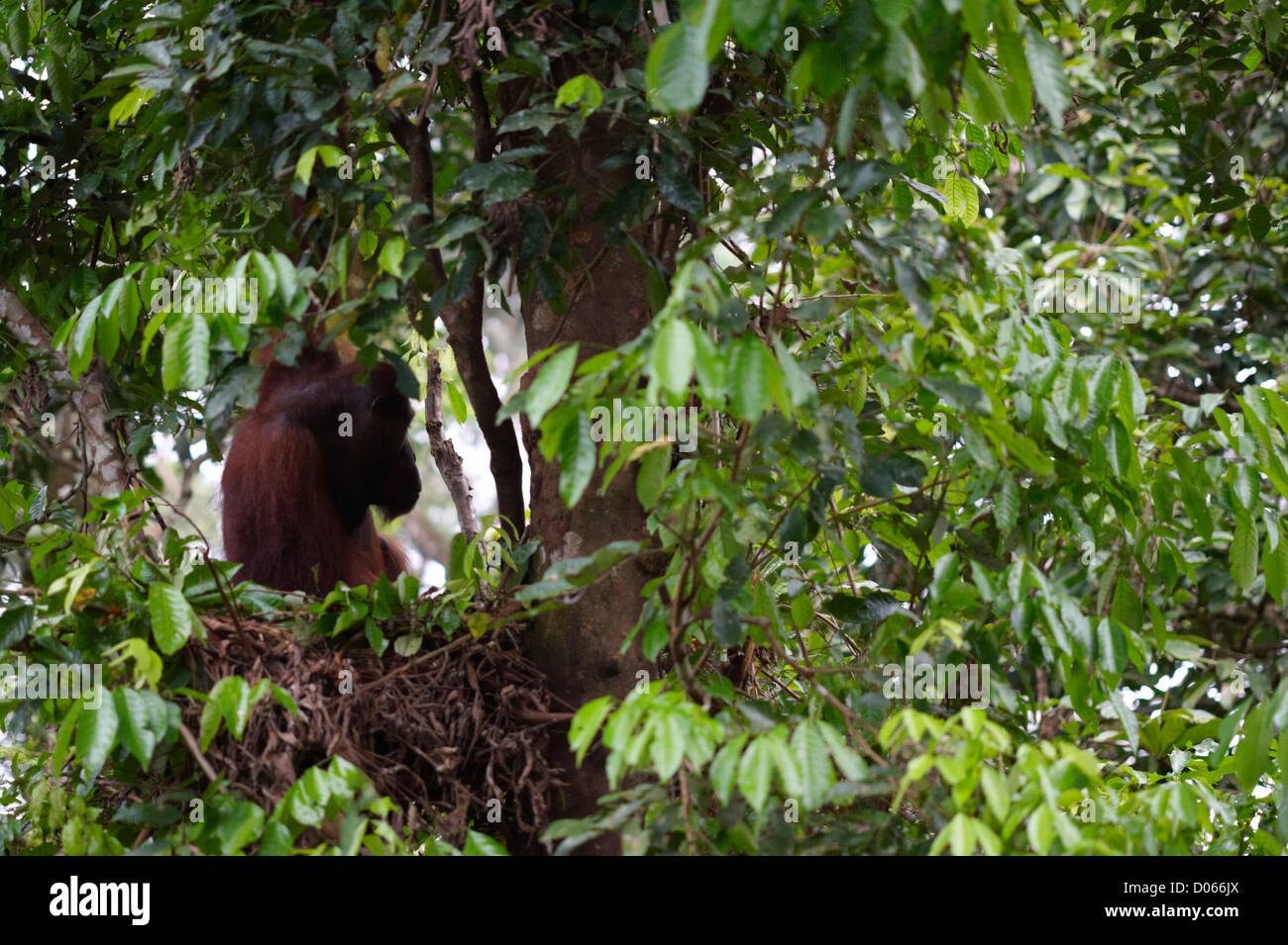 Orang Utans Nisten Fotos Und Bildmaterial In Hoher Auflösung Alamy