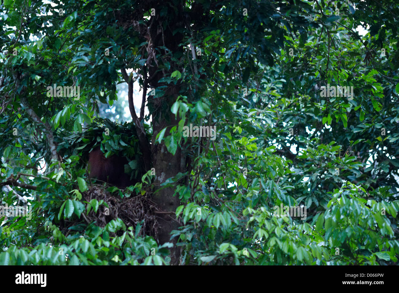 Orang Utans Nisten Fotos Und Bildmaterial In Hoher Auflösung Alamy