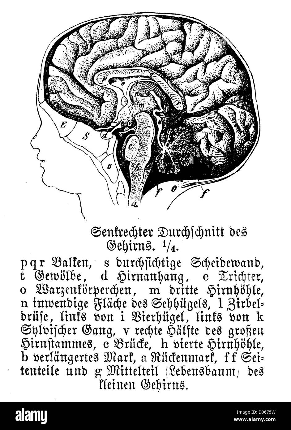 Gehirn anatomie zeichnung Ausgeschnittene Stockfotos und -bilder - Alamy