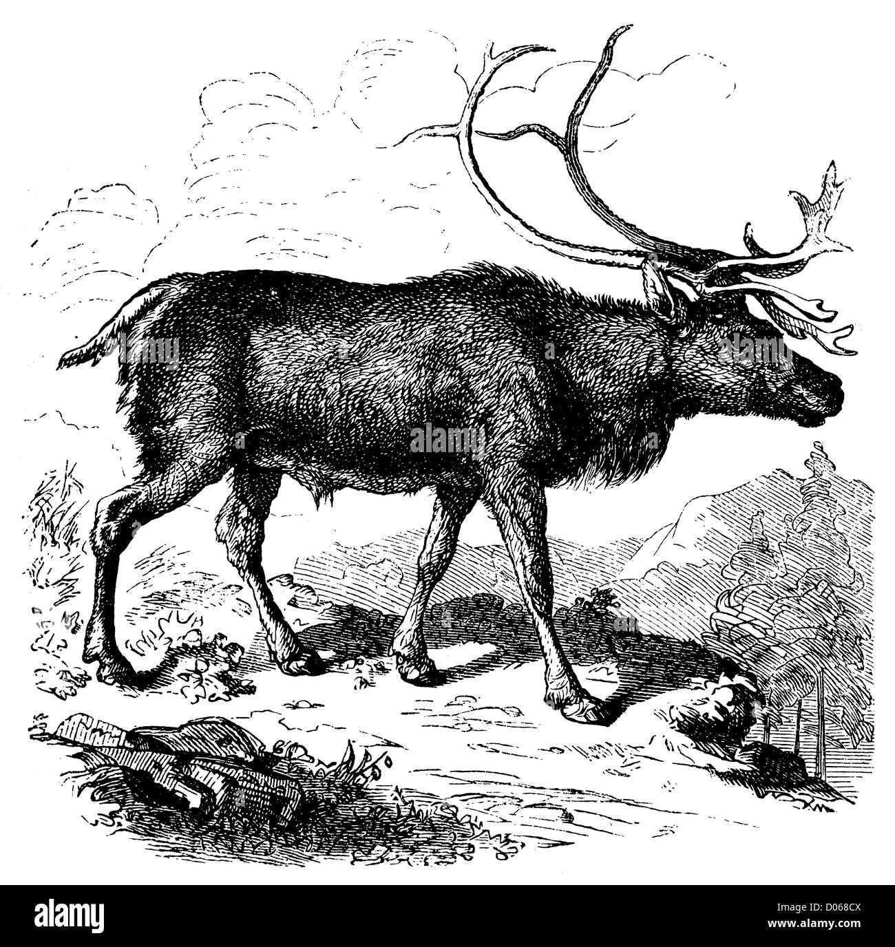 Weißes rentier Schwarzweiß-Stockfotos und -bilder - Alamy