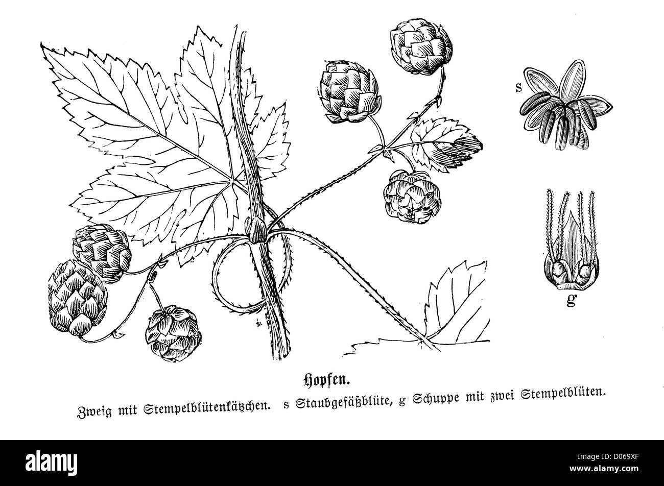 Hops illustration Ausgeschnittene Stockfotos und -bilder - Alamy