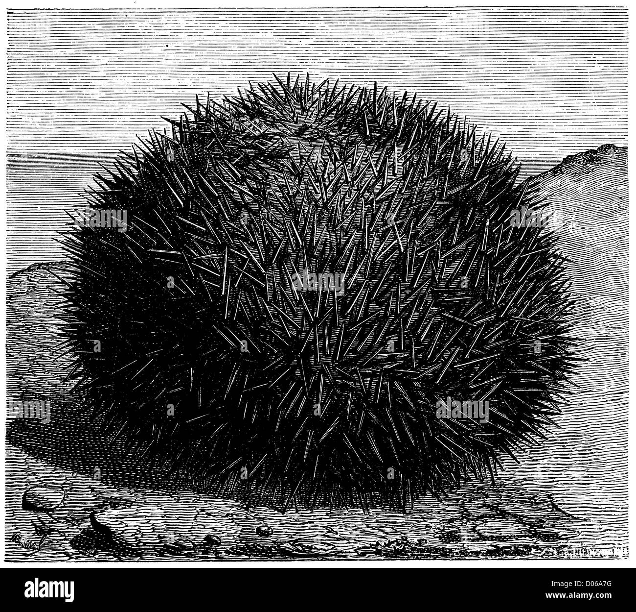 Seeigel schwarz -Fotos und -Bildmaterial in hoher Auflösung – Alamy