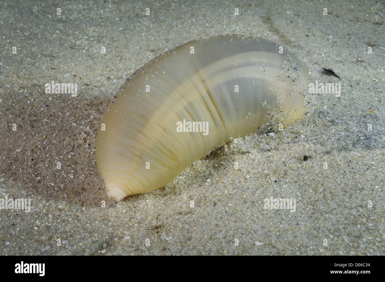 Paracudina australis -Fotos und -Bildmaterial in hoher Auflösung – Alamy