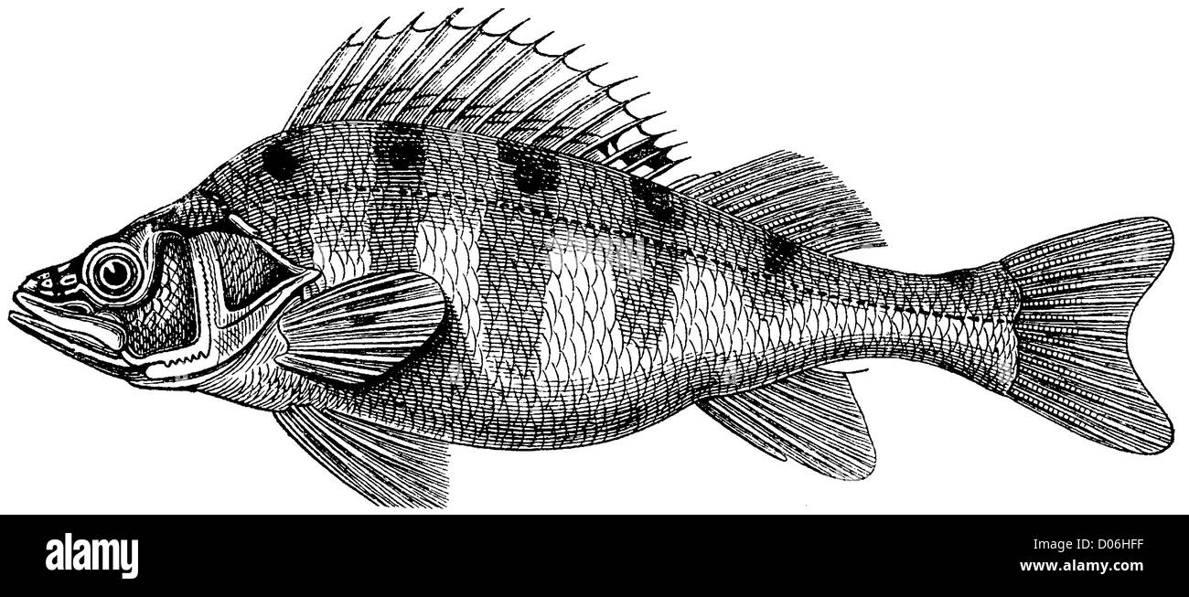 Fisch zeichnung barsch -Fotos und -Bildmaterial in hoher Auflösung – Alamy