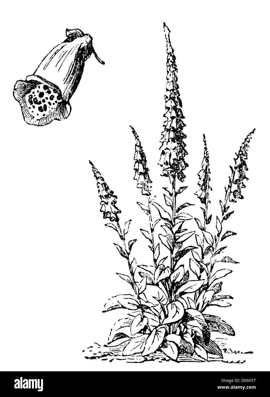 Botanische Illustration Fingerhut Stockfotos und -bilder Kaufen - Alamy