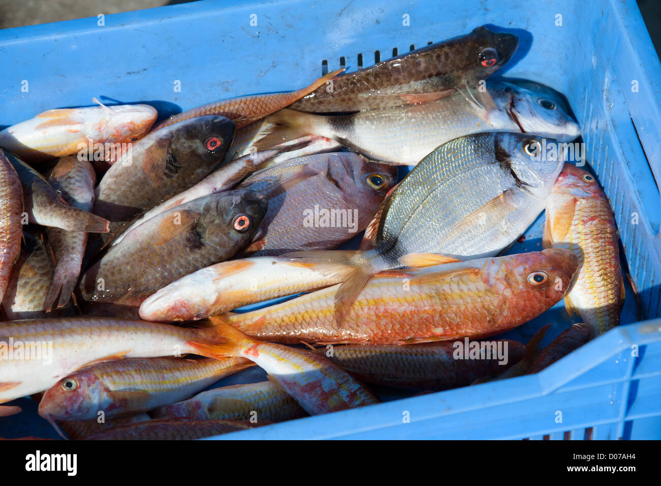 Essbare fische auf einem markt Stockfotos und -bilder Kaufen - Alamy