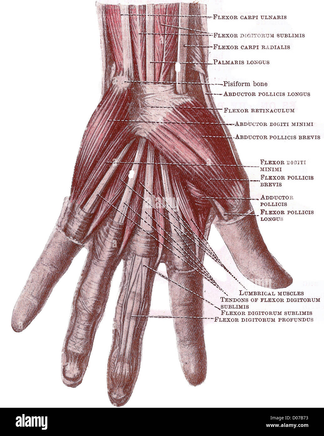 Anatomie der hand Stockfotografie - Alamy
