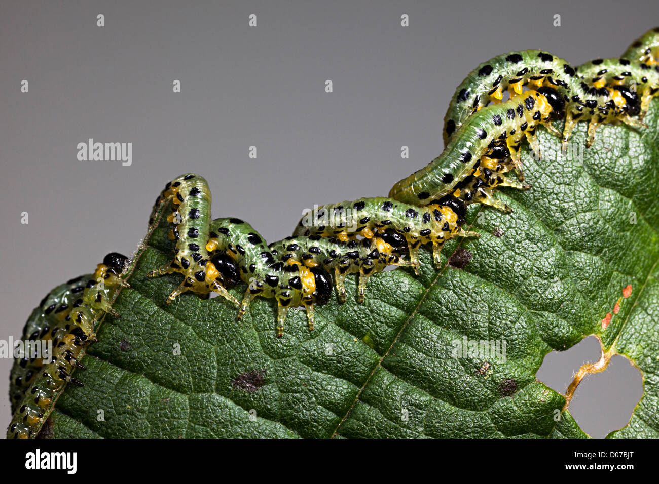 Larvenraupen mottenkopf -Fotos und -Bildmaterial in hoher Auflösung – Alamy