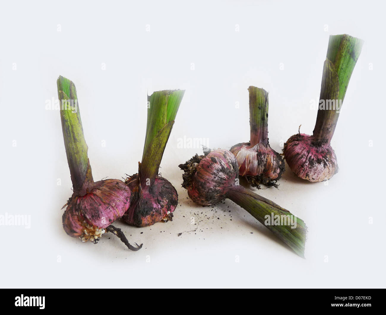 Gladiolen, Zwiebeln, Herbst, Blumen, Samen, Keimlinge, Pflanzen, Garten ...